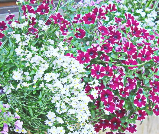 Blume Fur Terrasse