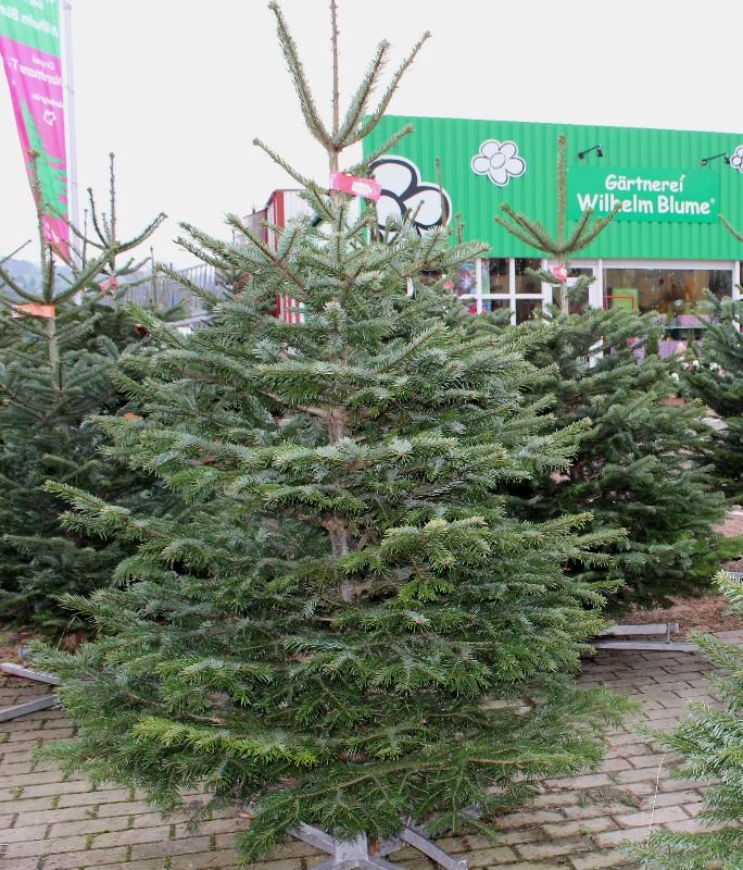 O Tannenbaum, O Tannenbaum ...
